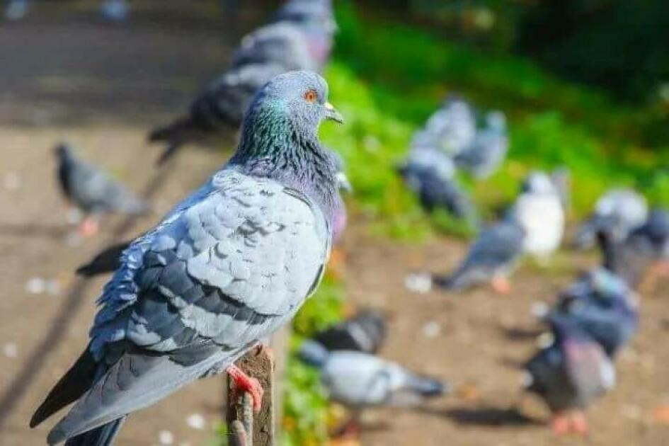 Sekilas Tentang Merpati Mabung dan Cara Perawatannya | MerpatiID