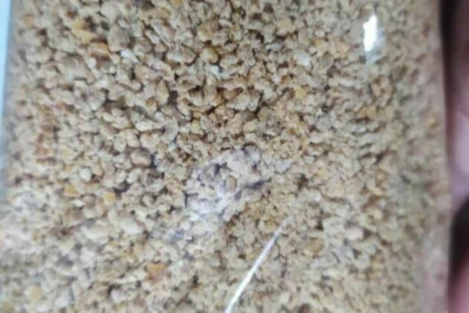 Manfaat Pur 594, 591, 511, 521, Pur Babi Untuk Merpati | MerpatiID