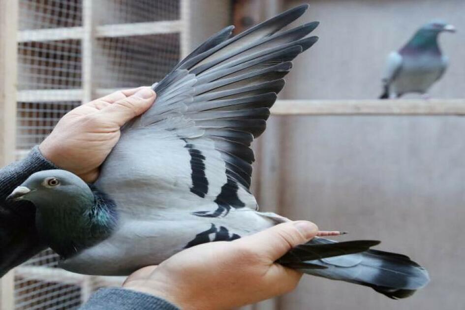 Kapan Merpati Siap Jodoh dan Bagaimana Ciri-Cirinya? | MerpatiID